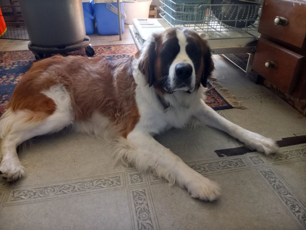 What humans can learn from dogs on the feast of St. Francis | National ...