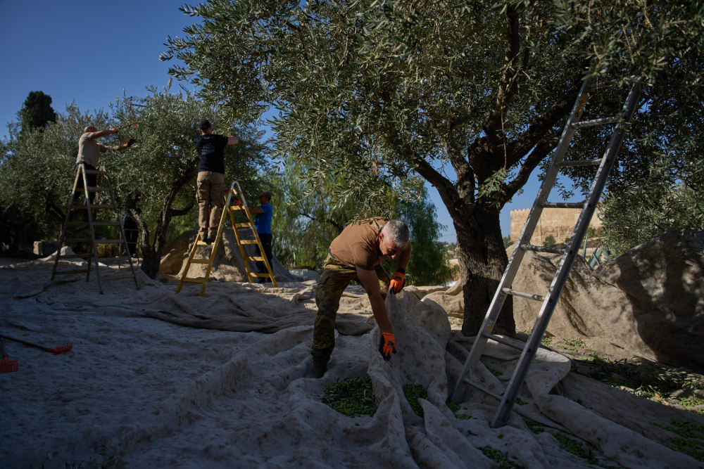 On Mount of Olives where Jesus prayed, monks and nuns keep harvesting ...