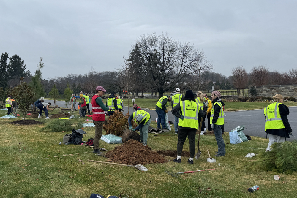 Laudato Trees program in DC Archdiocese plants its 1,000th tree ...