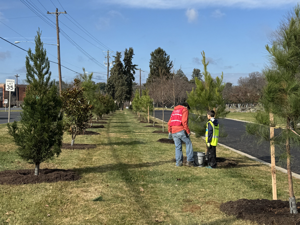 Laudato Trees program in DC Archdiocese plants its 1,000th tree ...