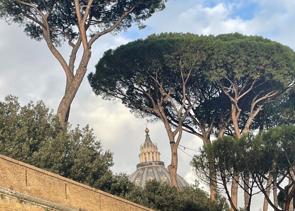 Rome's famed pine trees may face extinction. What will the Vatican do ...