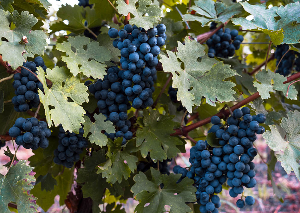 Fifth Sunday of Easter: Our real identity | National Catholic Reporter