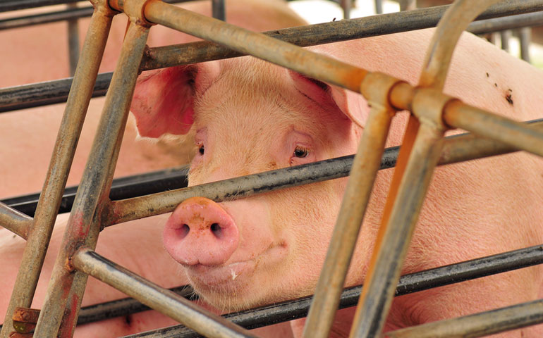 Ethicist makes case for animals | National Catholic Reporter