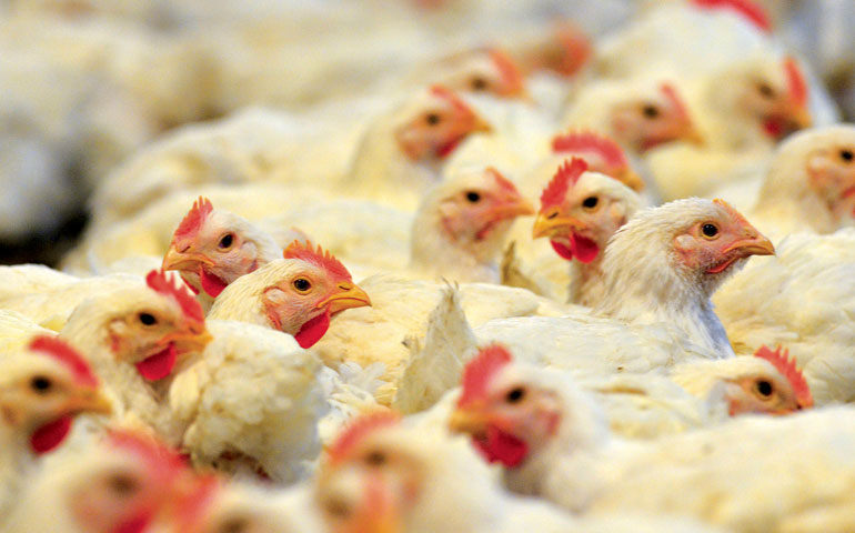 The Chicken Caucus ducks legislative restraints | National Catholic ...