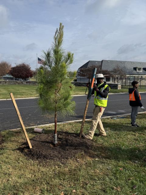 Laudato Trees program in DC Archdiocese plants its 1,000th tree ...