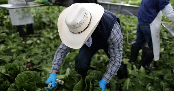 Remembering the farmworkers whose harvest feeds us each night ...