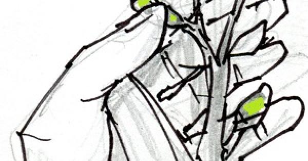 Lessons from the fig tree | National Catholic Reporter