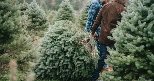 Through ceremony, the Christmas tree renews us and magnifies life ...