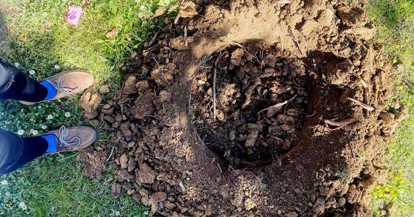 Laudato Trees planting program enlists Catholic properties to help ...