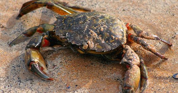 Contradiction, infinity, divinity live in 'A Green Crab's Shell ...