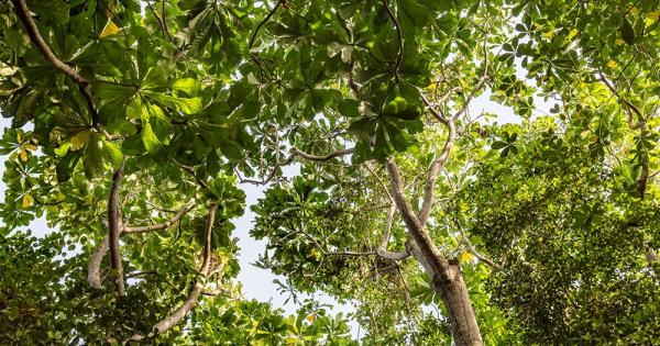Nigerian Catholic Church launches campaign to plant 5.5 million trees ...