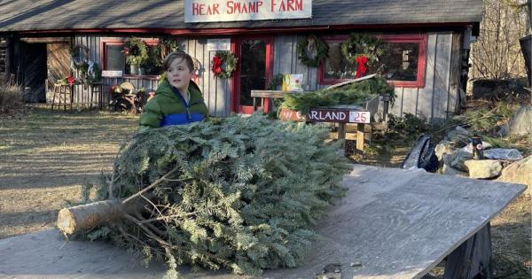 How Christmas trees help heal the land and grow family traditions ...