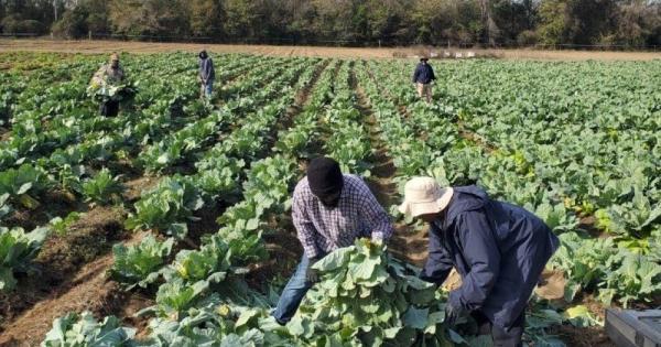 Edmundite Missions' Black Farmers Initiative boosts rural community ...