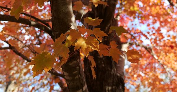 Podcast: Joyce Rupp talks aging with compassion, acceptance and ...