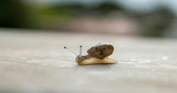 Following in St. Francis' footsteps at a snail's pace in Assisi ...