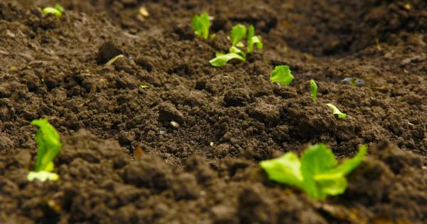 Humus, Humans and Humility | National Catholic Reporter