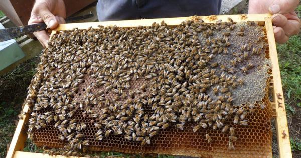 Papal gardens revive beehives while colonies collapse across globe ...