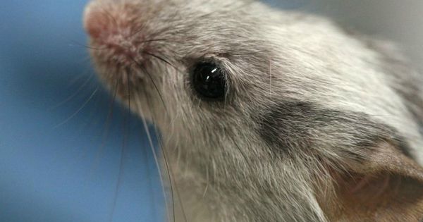 Pope Francis could educate the US president | National Catholic Reporter