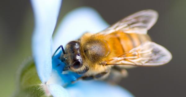 Bees' return enriches Easter Vigil | National Catholic Reporter