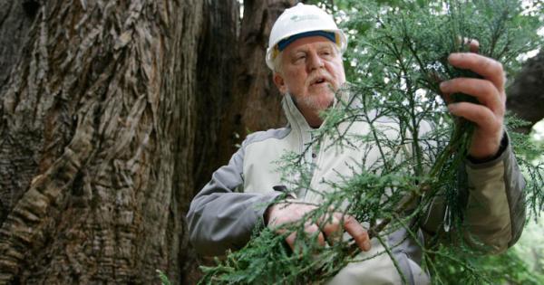 Connecting with trees, author explores paths to reverse forest ...