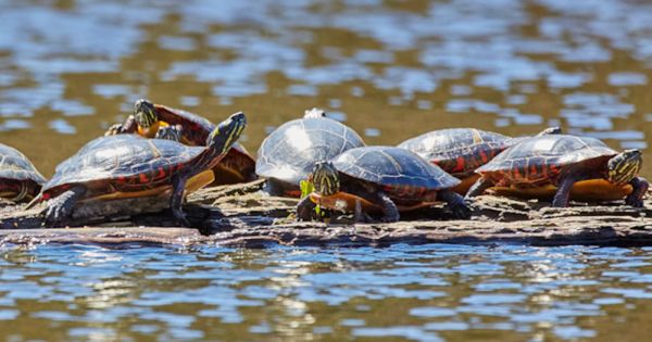 The joy of turtles | National Catholic Reporter